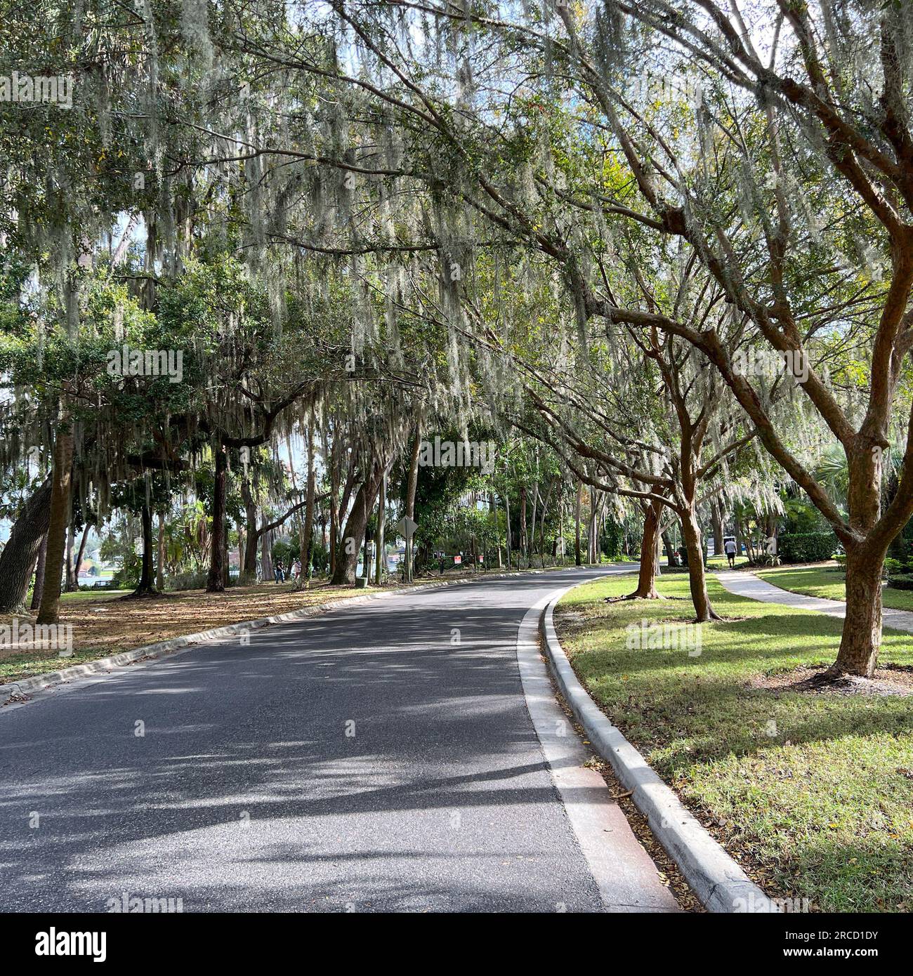 A street lined with spanish moss covered trees in a neighborhood in ...