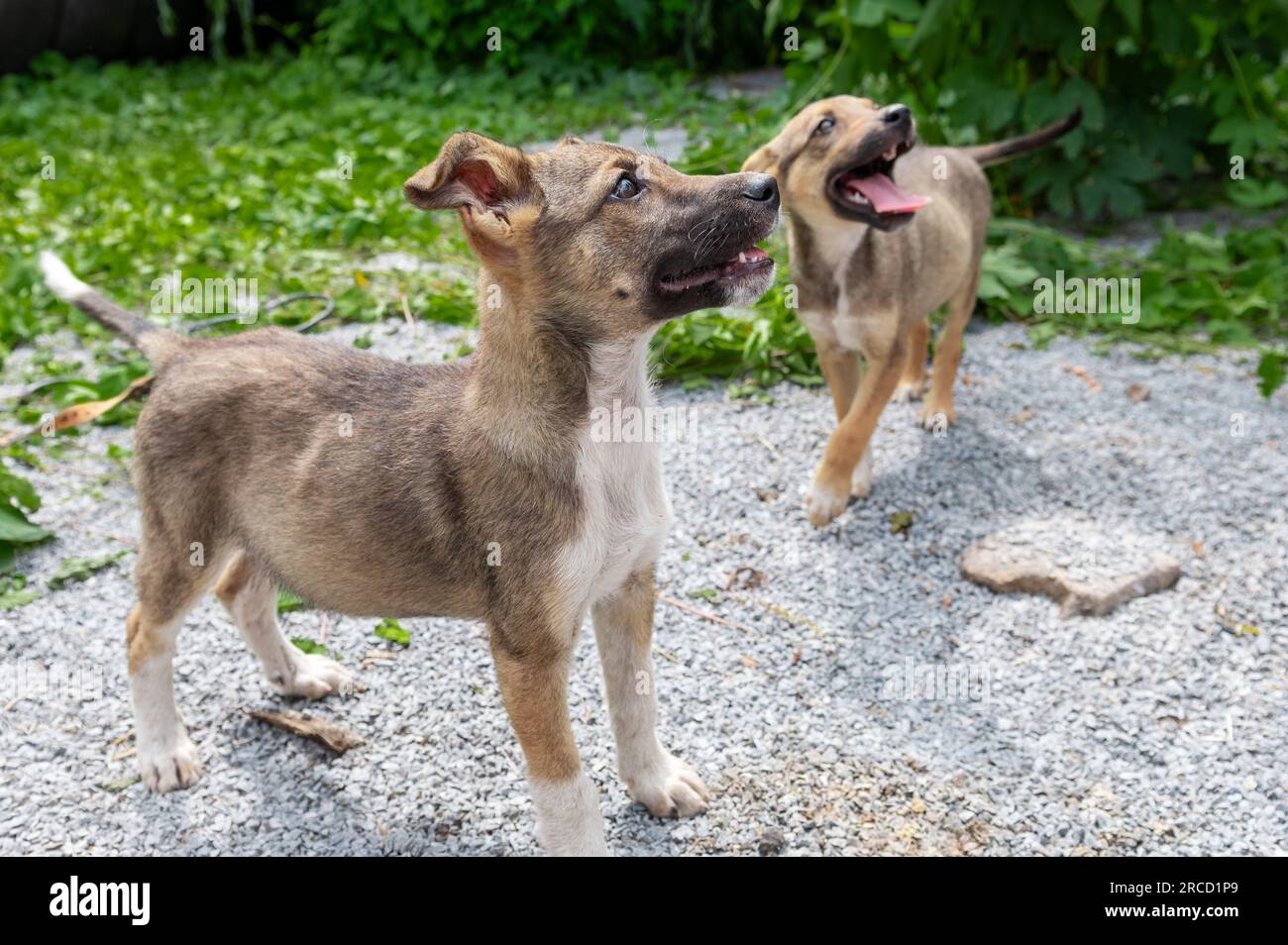 Cute homeless puppys outdoor. Dogs at the shelter. Lonely and abandoned ...
