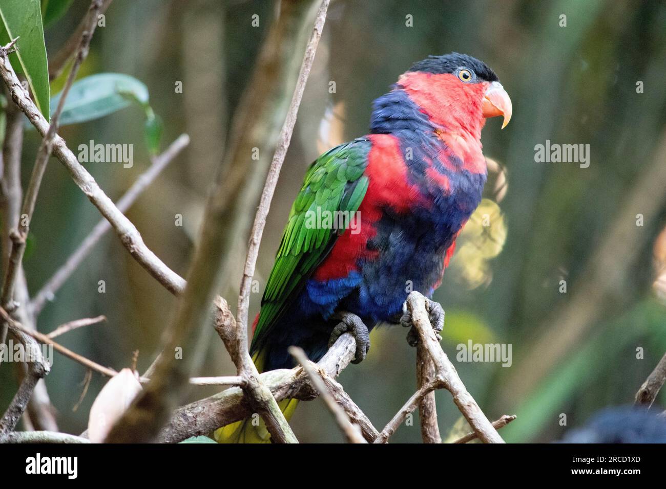 Black capped lory has green wings, red head and upper body, a black cap ...