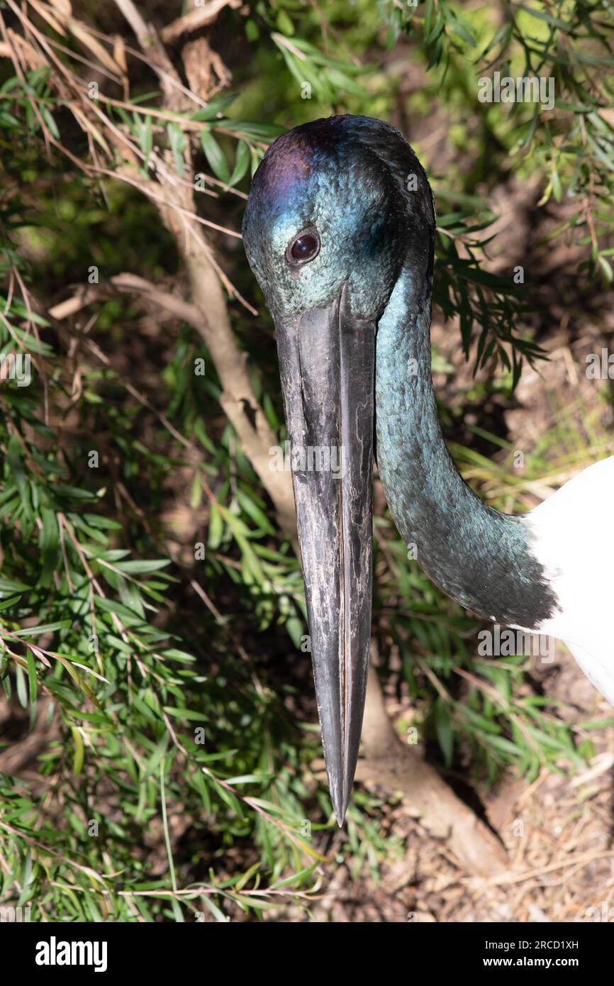 The head and neck are black with an iridescent green and purple sheen ...