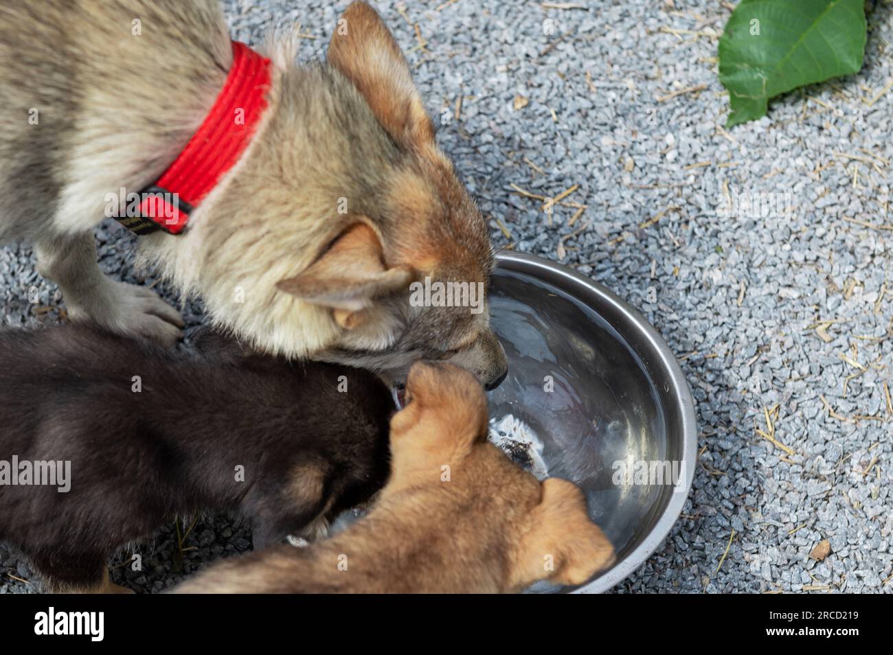 Dogs in a shelter drinks water from a bowl. Adorable mixed breed dogs ...