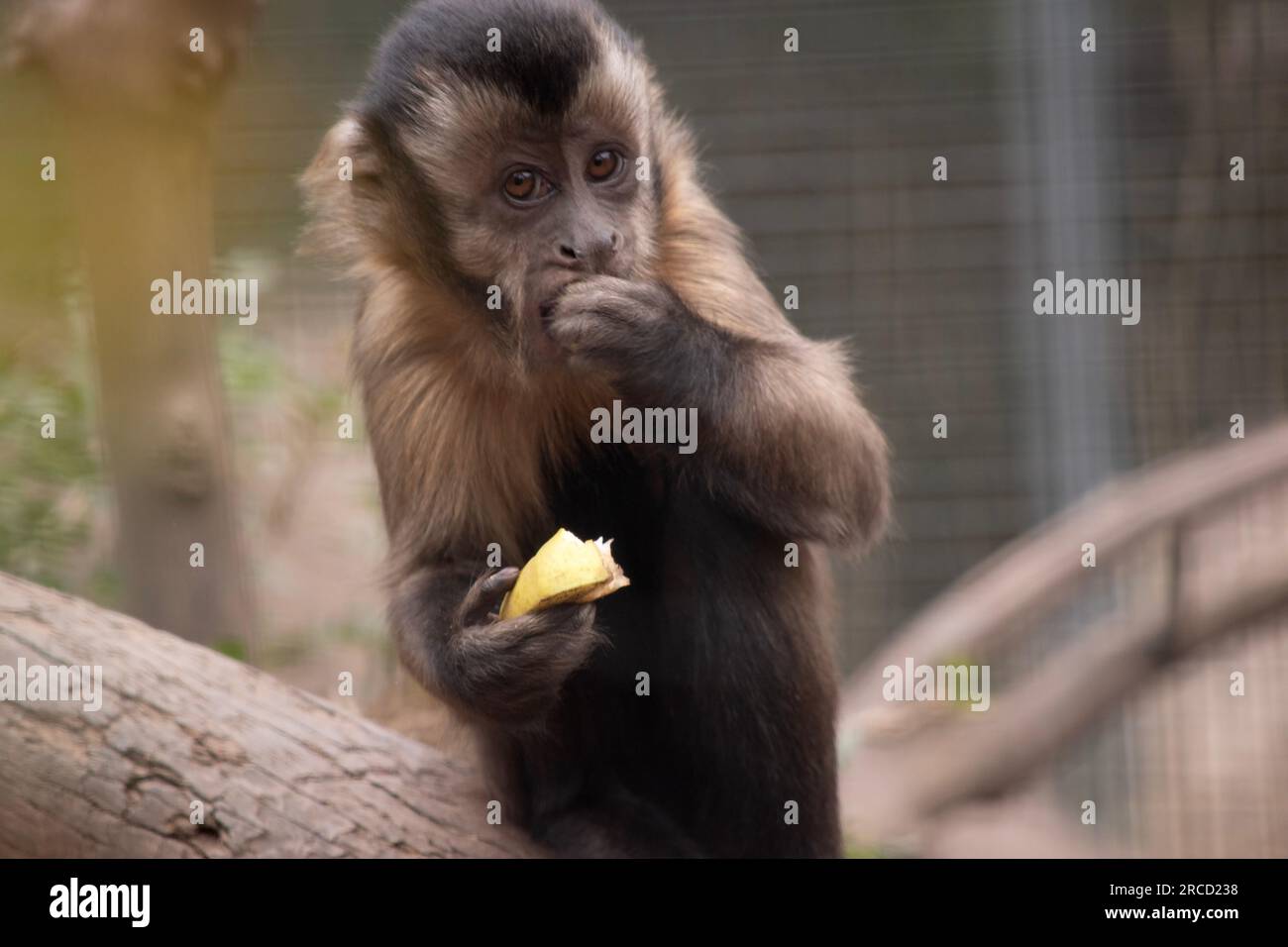 The brown capuchin has brown, thick fur with a dark wedge on the ...