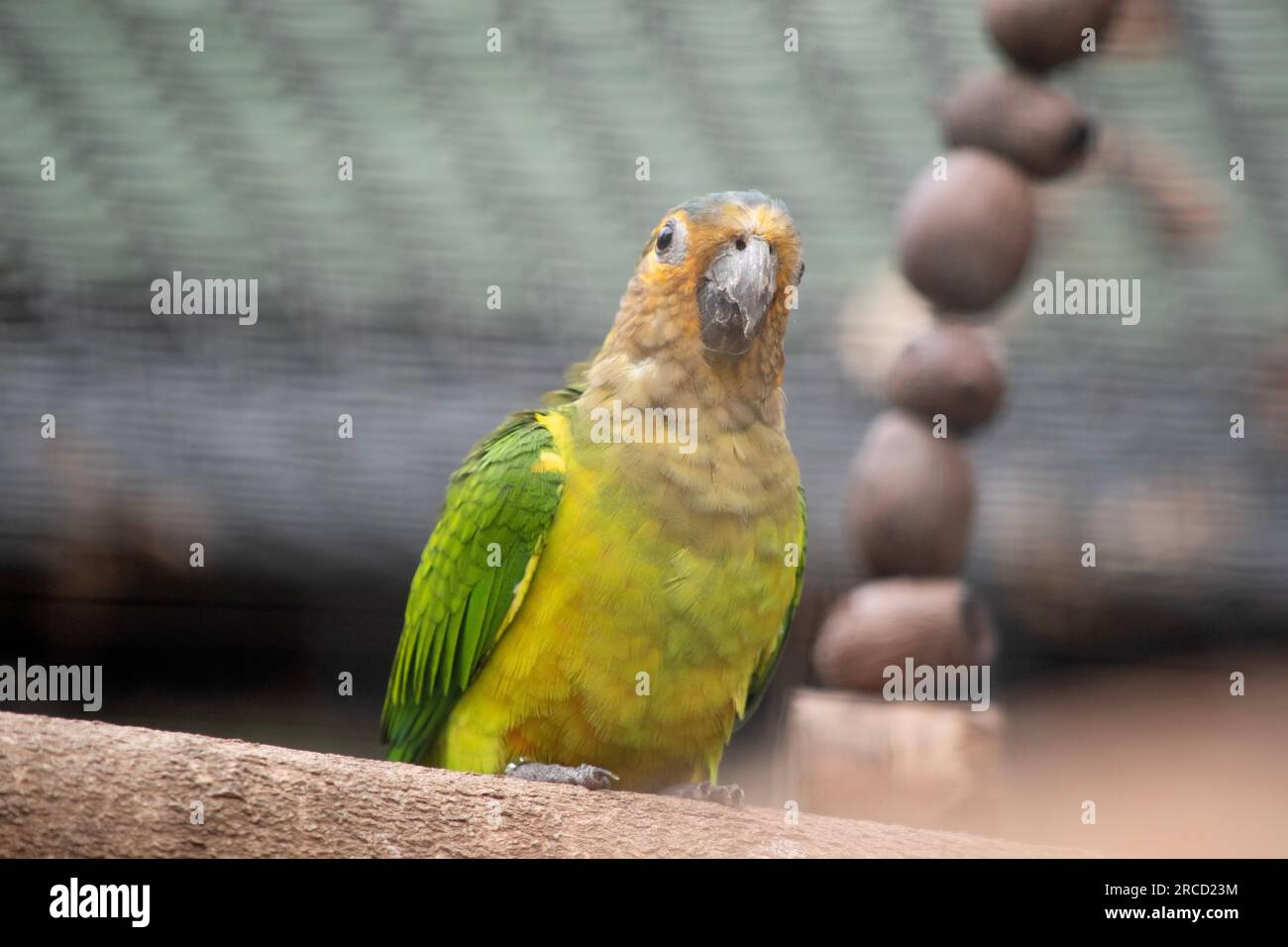 The brown throated conure plumage is green. The forehead, sides of head ...
