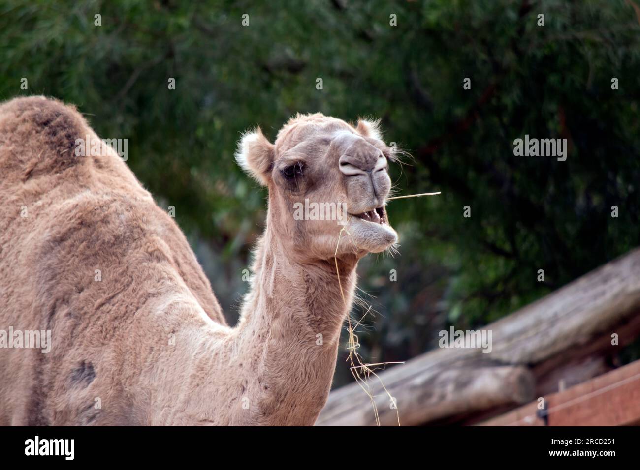 Camels are mammals with brown eyes, long lashes, a big-lipped snout and ...