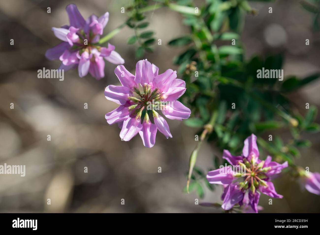 Securigera varia, meadow purple crown vetch closeup selective focus ...