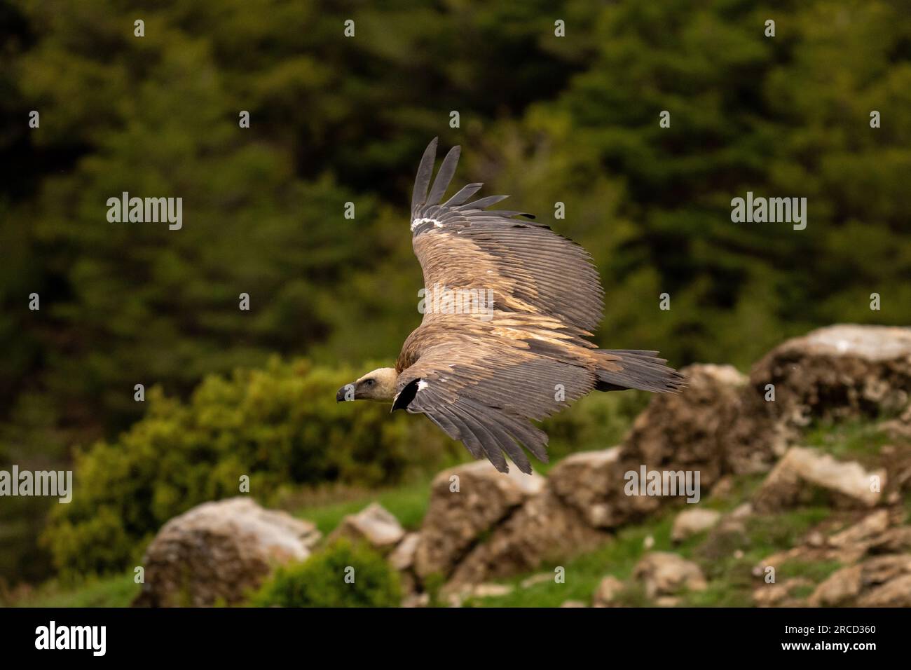 Griffon vultures (Gyps fulvus) scavenging. This bird has a wingspan of ...