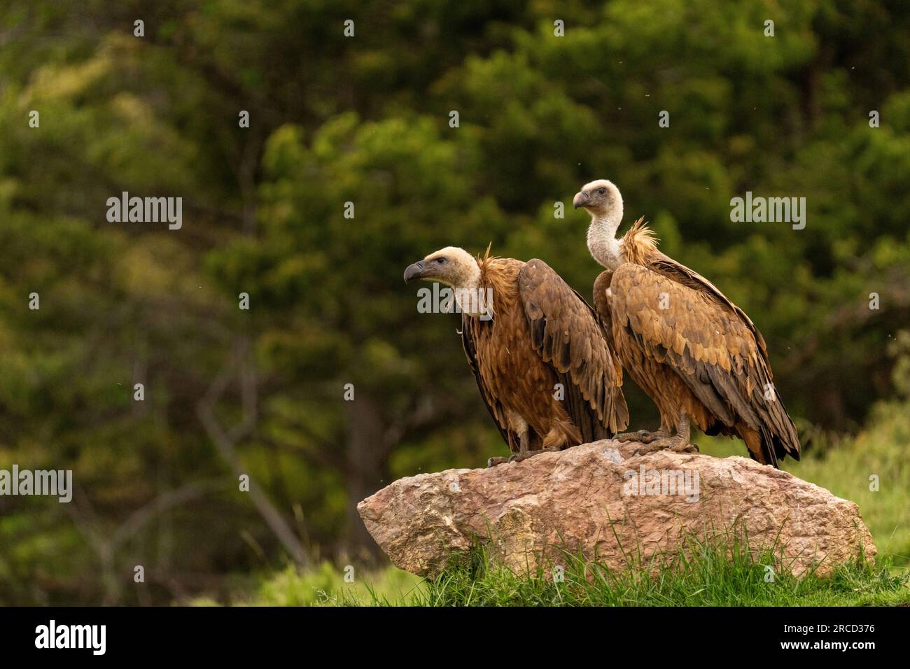 Griffon Vulture Wingspan