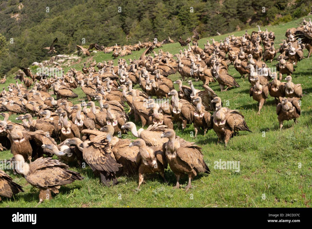 Griffon vultures (Gyps fulvus) scavenging. This bird has a wingspan of ...