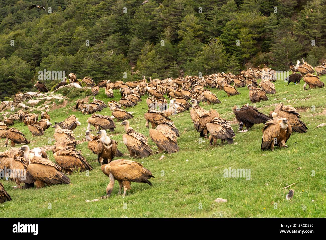 Griffon vultures (Gyps fulvus) scavenging. This bird has a wingspan of ...