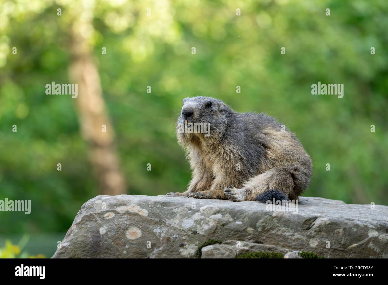 Alpine marmot (Marmota marmota) on a rock, Photographed in the Pyrenees ...