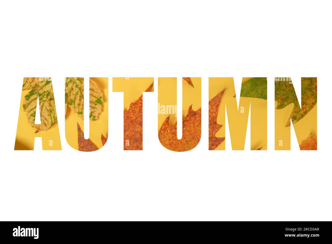 Word Autumn from a colorful leaves yellow pattern. word isolated on ...