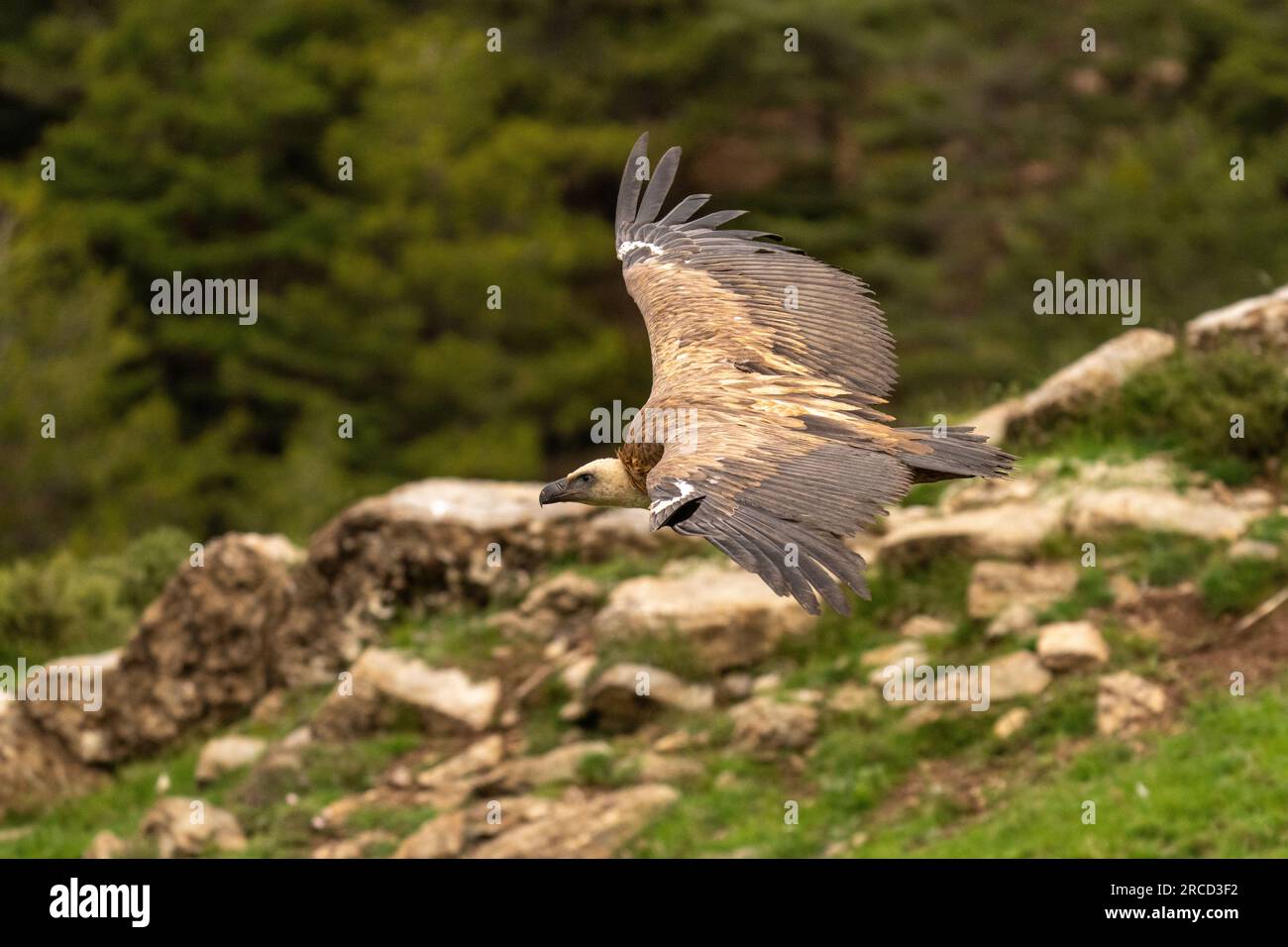 Griffon vultures (Gyps fulvus) scavenging. This bird has a wingspan of ...