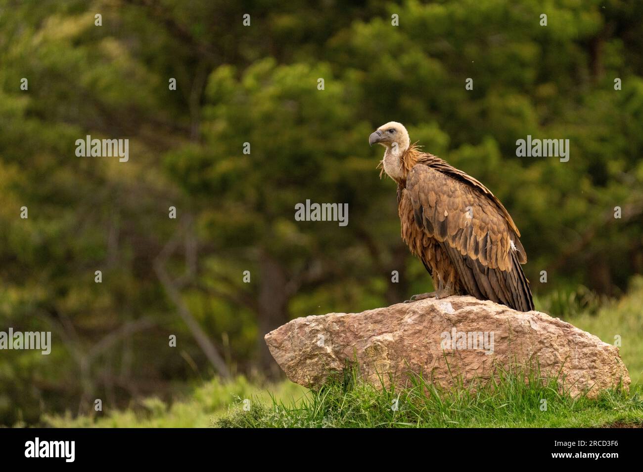 Griffon vultures (Gyps fulvus) scavenging. This bird has a wingspan of ...