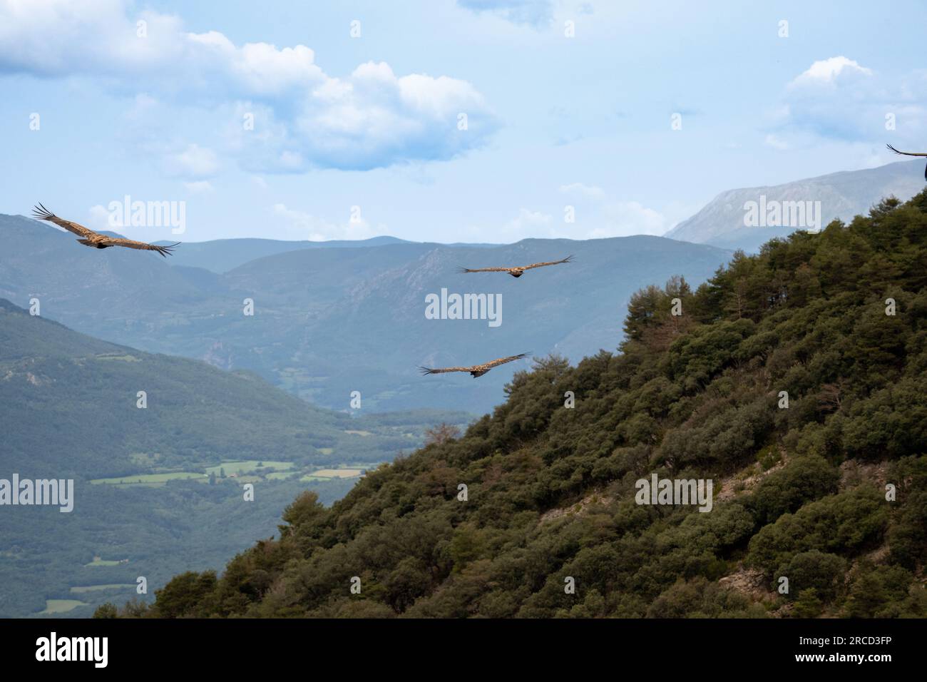 Griffon vultures (Gyps fulvus) scavenging. This bird has a wingspan of ...