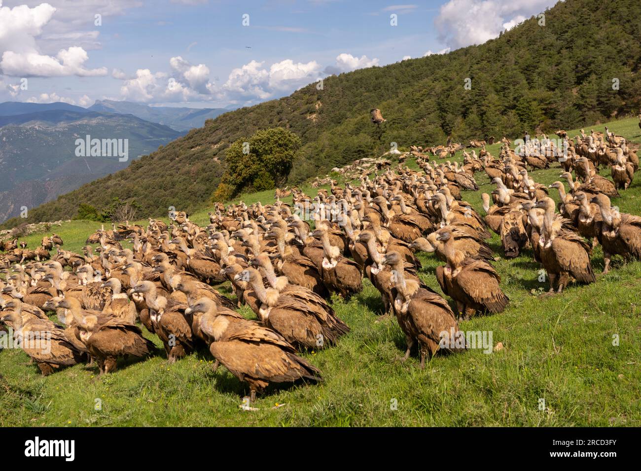 Griffon vultures (Gyps fulvus) scavenging. This bird has a wingspan of ...