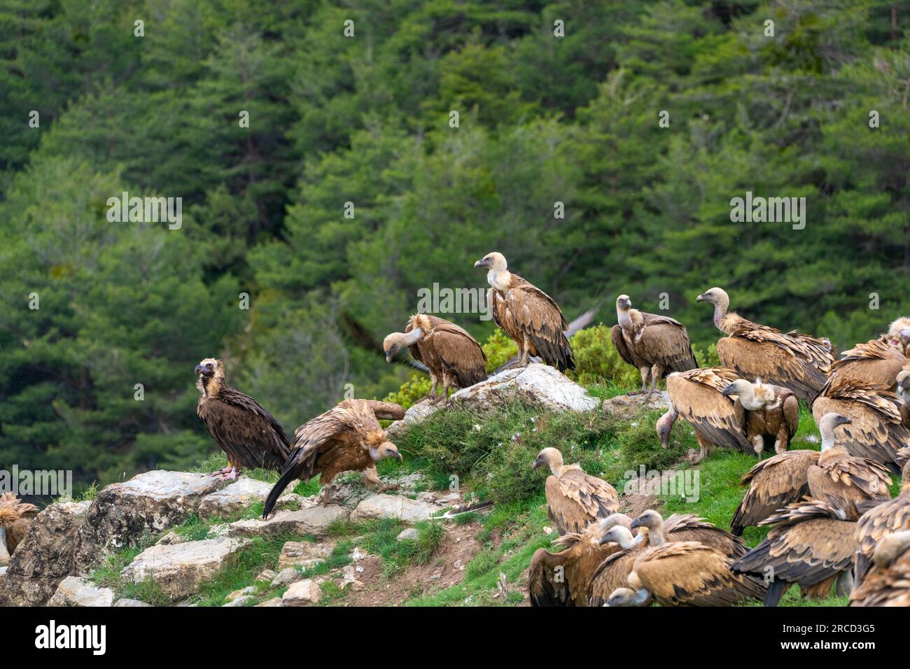 Griffon vultures (Gyps fulvus) scavenging. This bird has a wingspan of ...