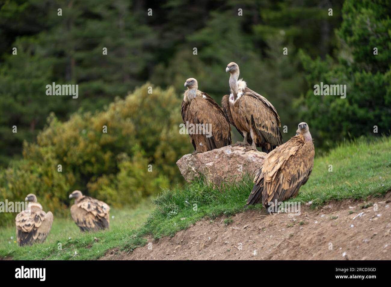 Griffon vultures (Gyps fulvus) scavenging. This bird has a wingspan of ...