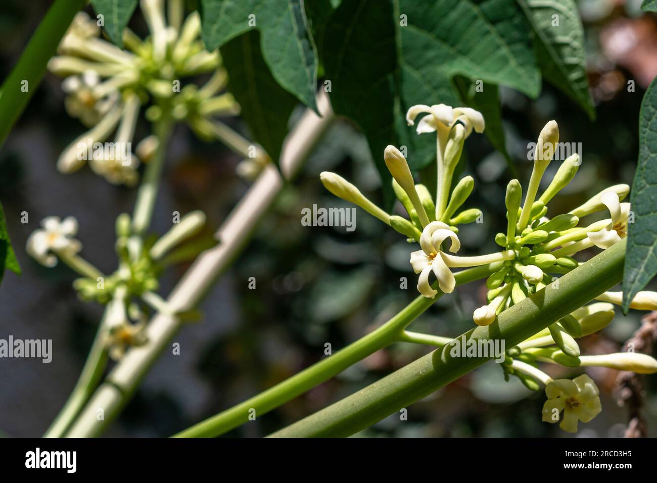 blossoms on a Male papaya tree (Carica papaya Stock Photo - Alamy