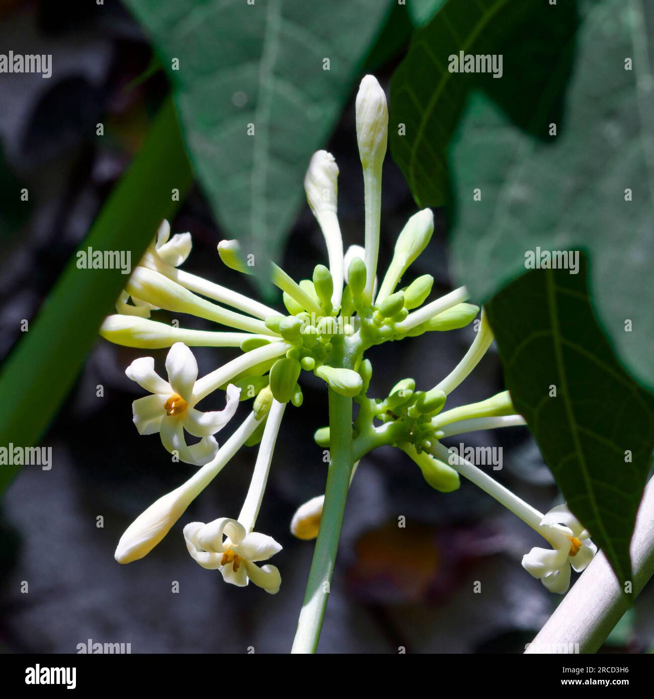 Ripen papaya on tree hi-res stock photography and images - Alamy
