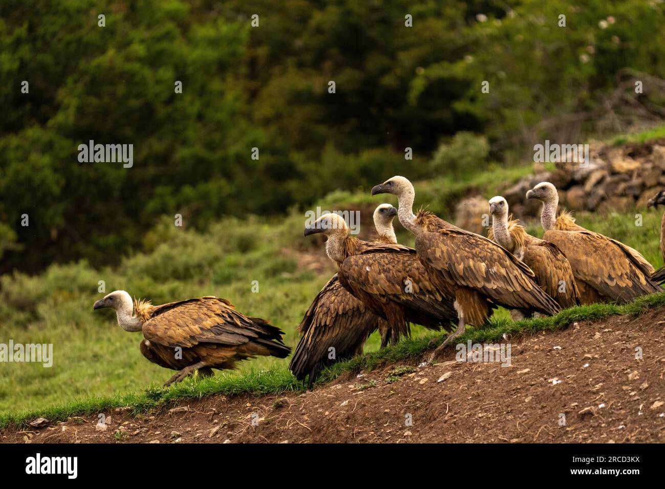 Griffon vultures (Gyps fulvus) scavenging. This bird has a wingspan of ...
