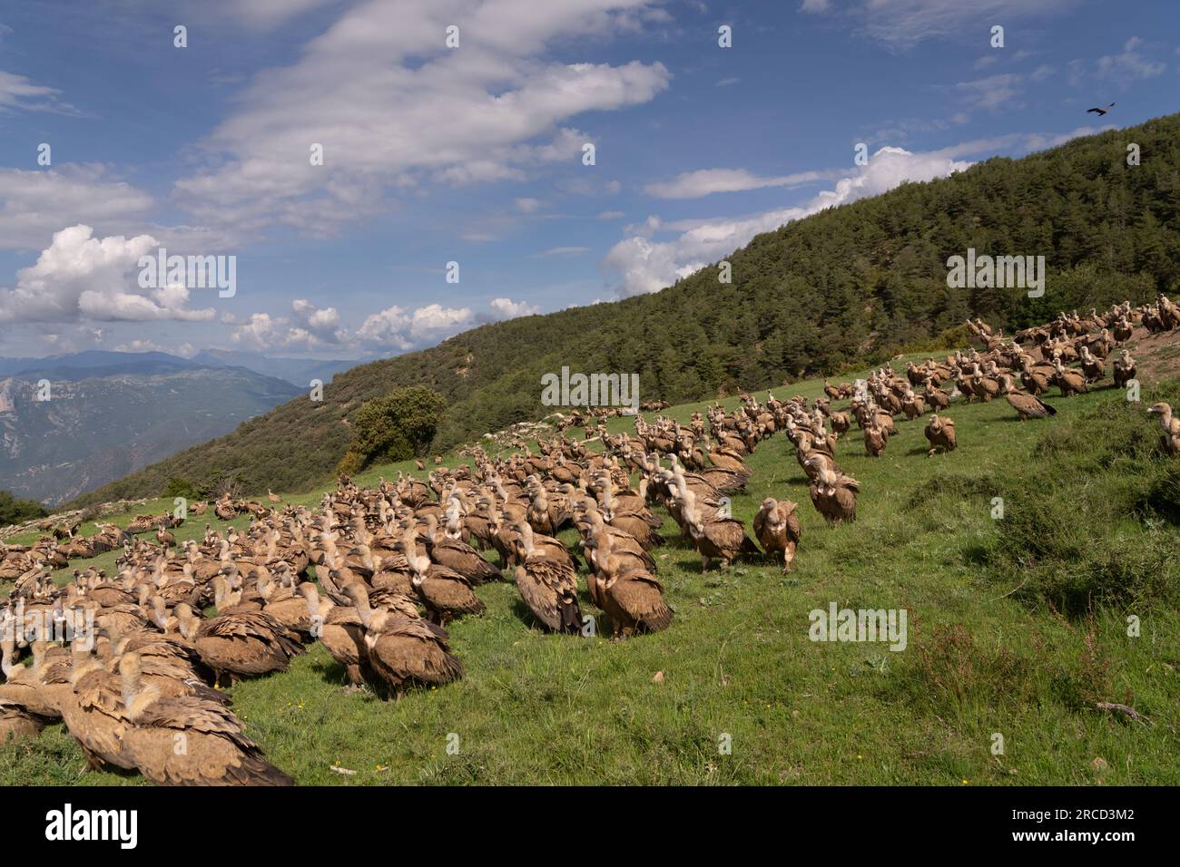 Griffon vultures (Gyps fulvus) scavenging. This bird has a wingspan of ...