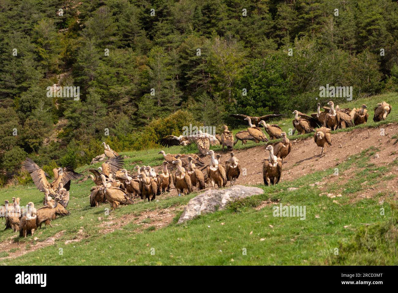 Griffon vultures (Gyps fulvus) scavenging. This bird has a wingspan of ...