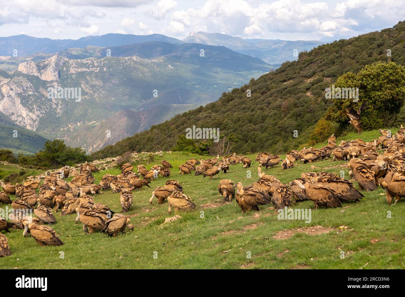 Griffon vultures (Gyps fulvus) scavenging. This bird has a wingspan of ...