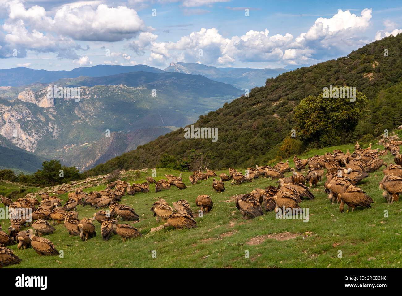 Griffon vultures (Gyps fulvus) scavenging. This bird has a wingspan of ...