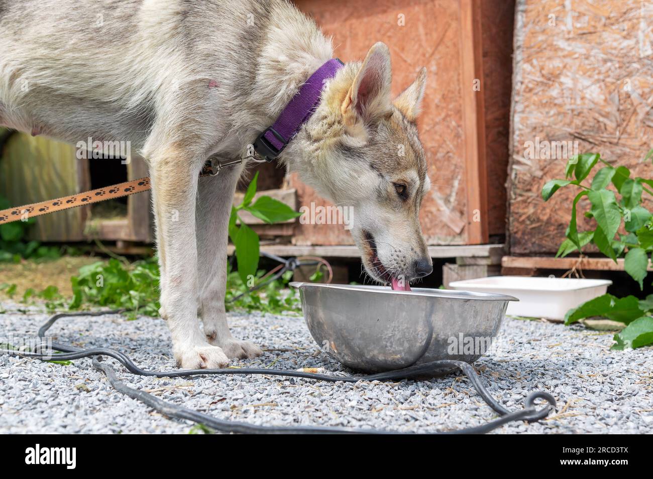 Dogs in a shelter drinks water from a bowl. Adorable mixed breed dogs ...