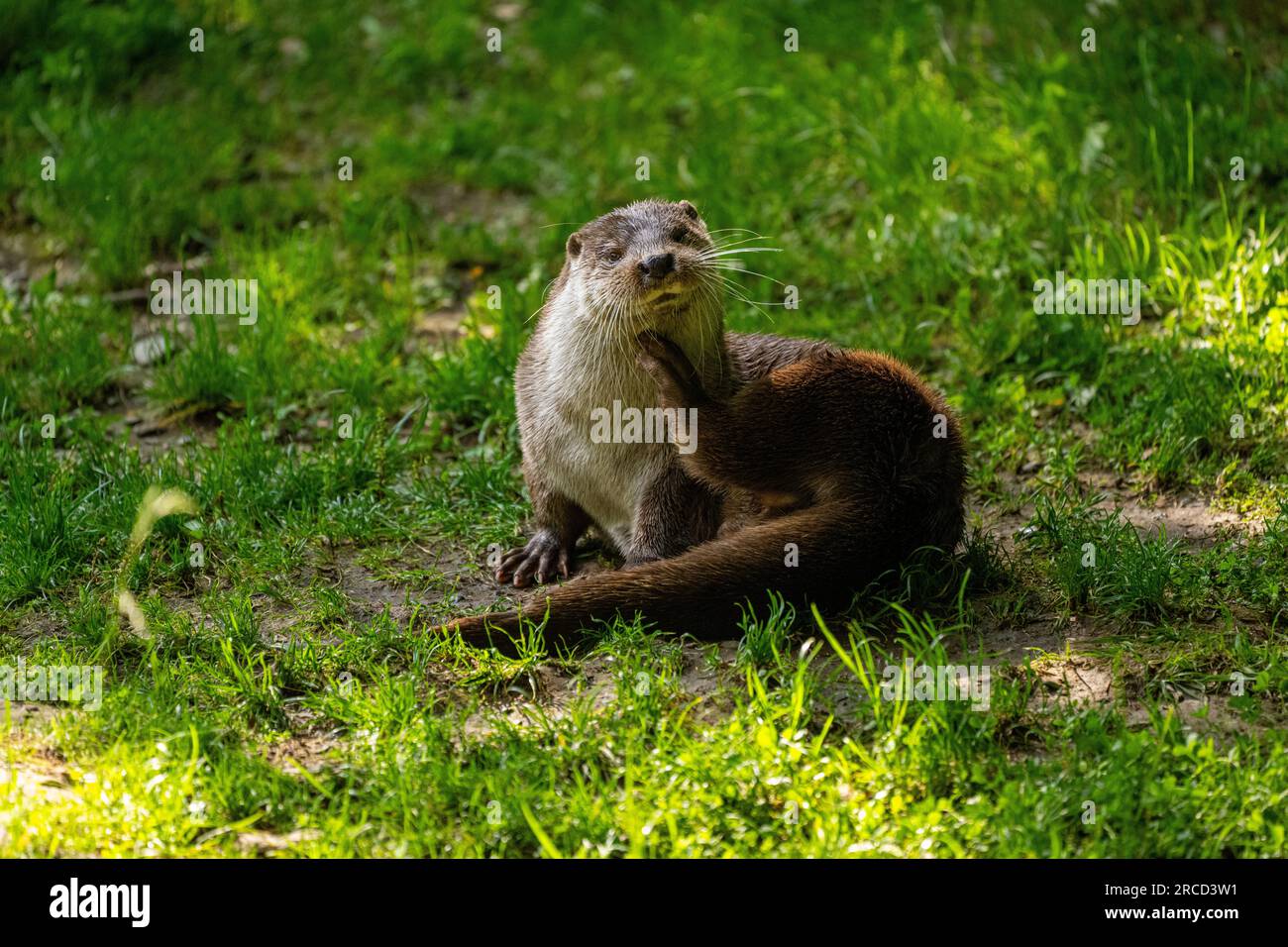 Eurasian otter lutra lutra africa hi-res stock photography and images ...