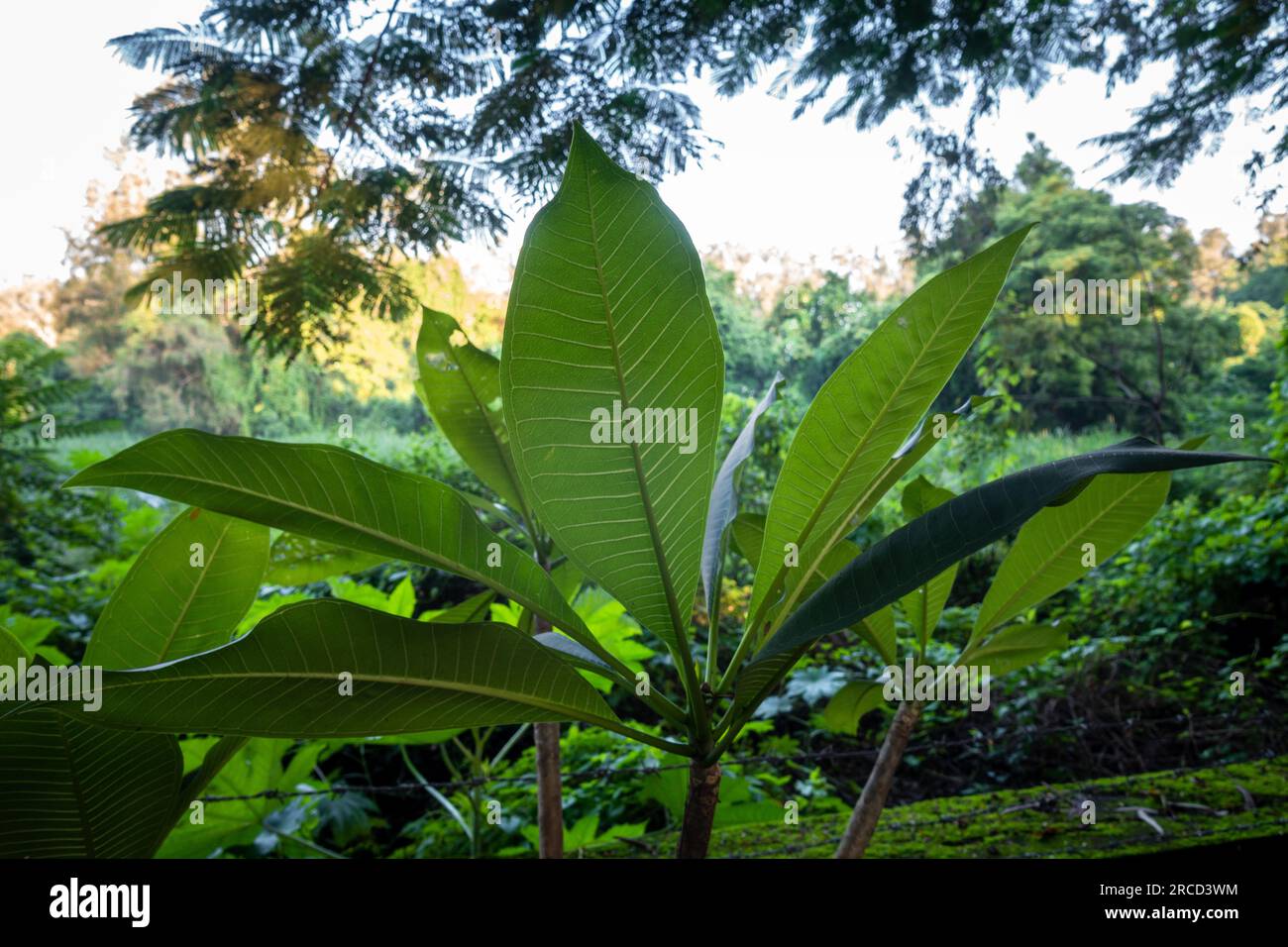 Road side plantation of Magnolia champaca commonly known as champa tree ...