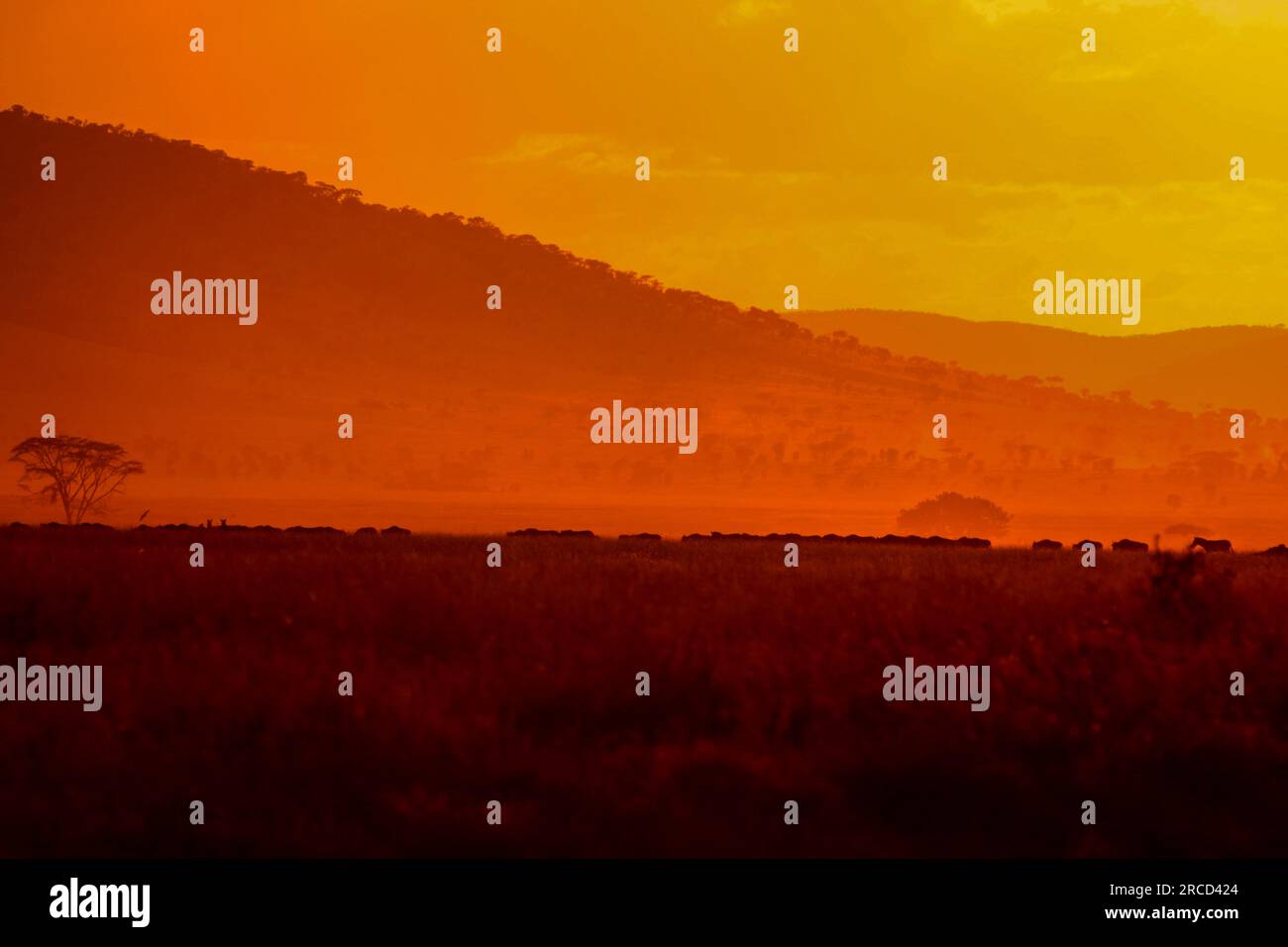 Beautiful African sunset. Photographed in Kenya in April Stock Photo ...