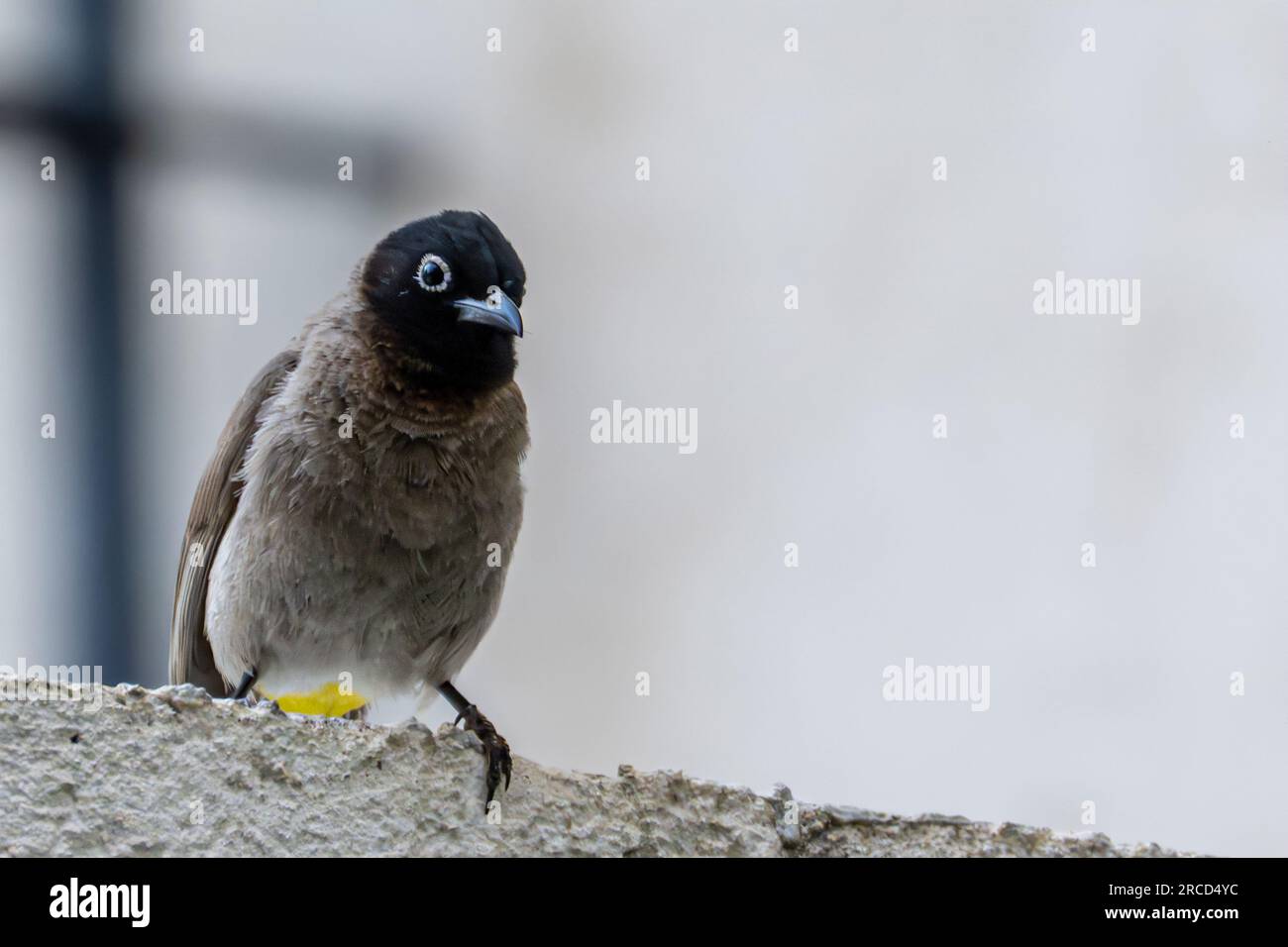 Yellow-vented Bulbul (Pycnonotus xanthopygos) standing on a garden wall ...