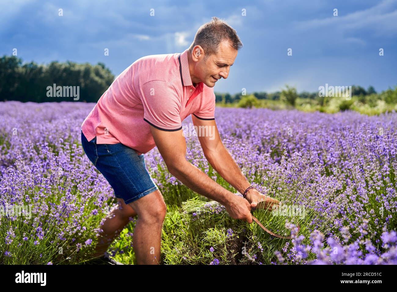 Mature farmer man harvesting lavender in July Stock Photo - Alamy
