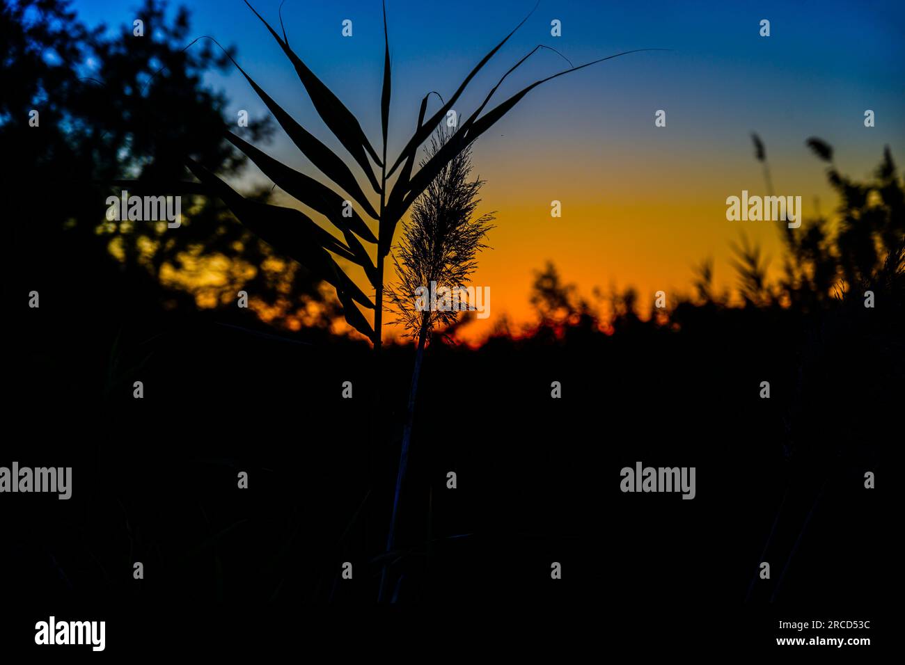 Reeds, Typha and grasses growing on a riverbank silhouetted at sunset ...
