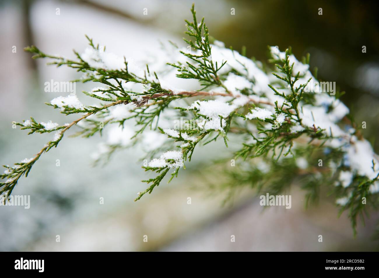 Snow covered branch of a coniferous tree. Wintertime. Landscape. Non ...