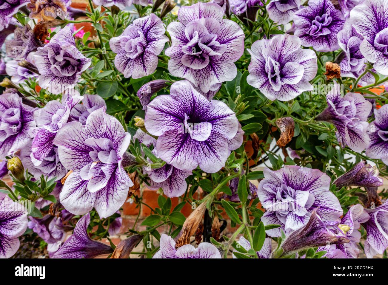Petunia bloom up close hi-res stock photography and images - Alamy