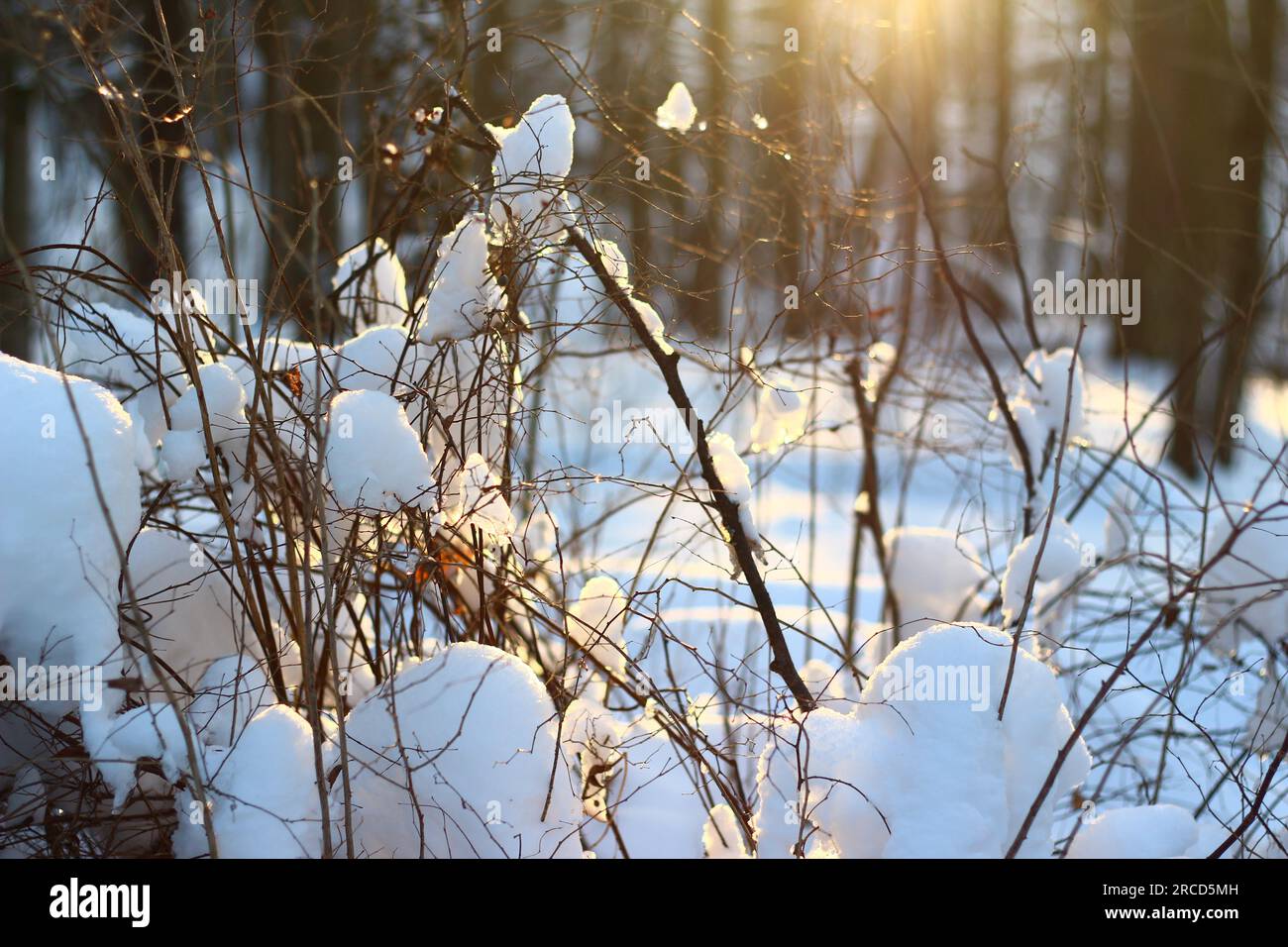 Pure white snow illuminated by sunbeams lies on the bushes, beautiful ...