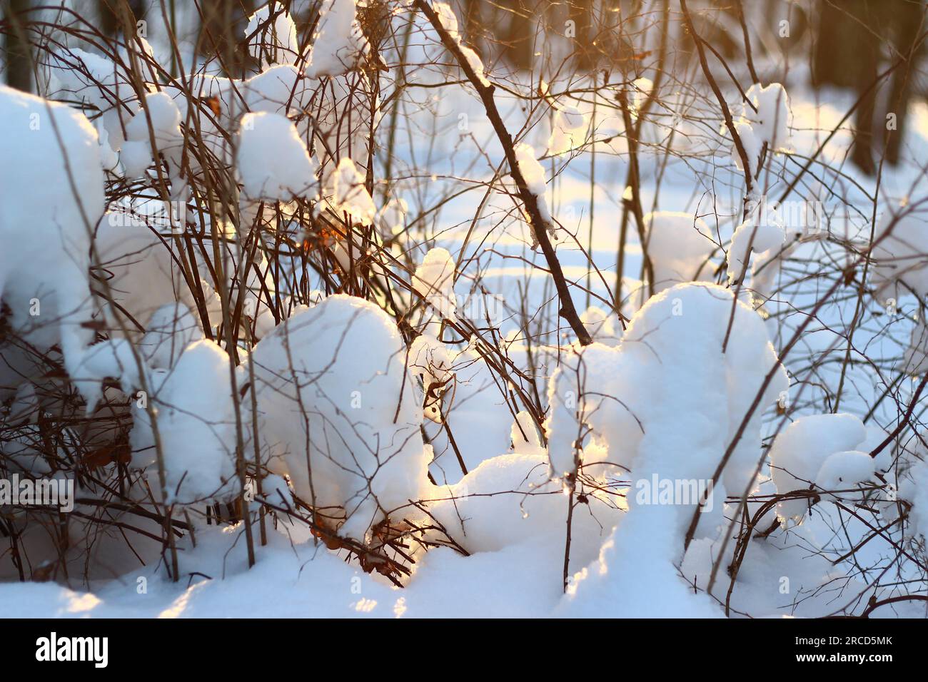 Pure white snow illuminated by sunbeams lies on the bushes, beautiful ...