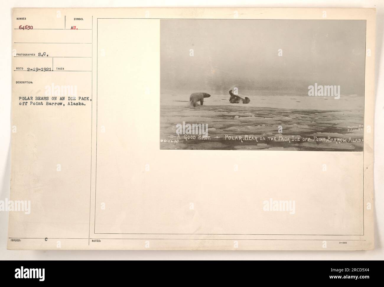 "Polar bears resting on an ice pack off Point Barrow, Alaska. This ...