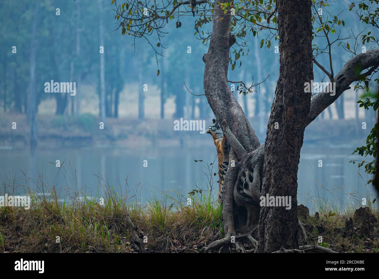 The tigress considers climbing the tree. Kanha National Park, Madhya ...