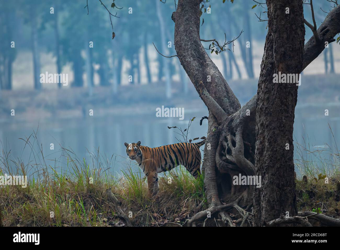 The tigress looks beautiful. Kanha National Park, Madhya Pradesh, India ...