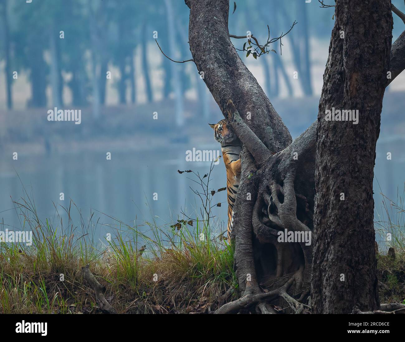 Peek a boo tigress. Kanha National Park, Madhya Pradesh, India ...