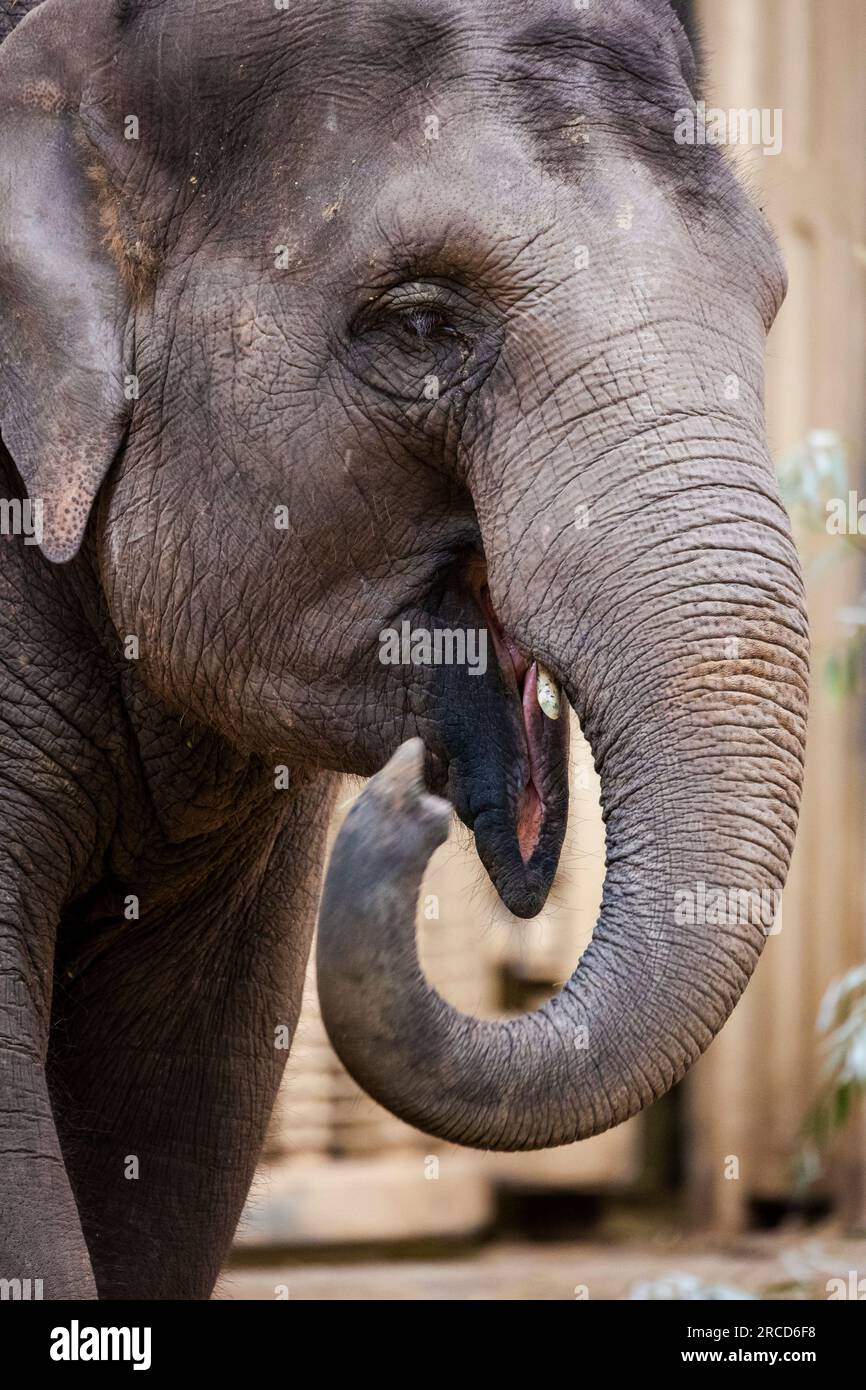 A close up portrait of a large grey elephant waving its trunk around ...