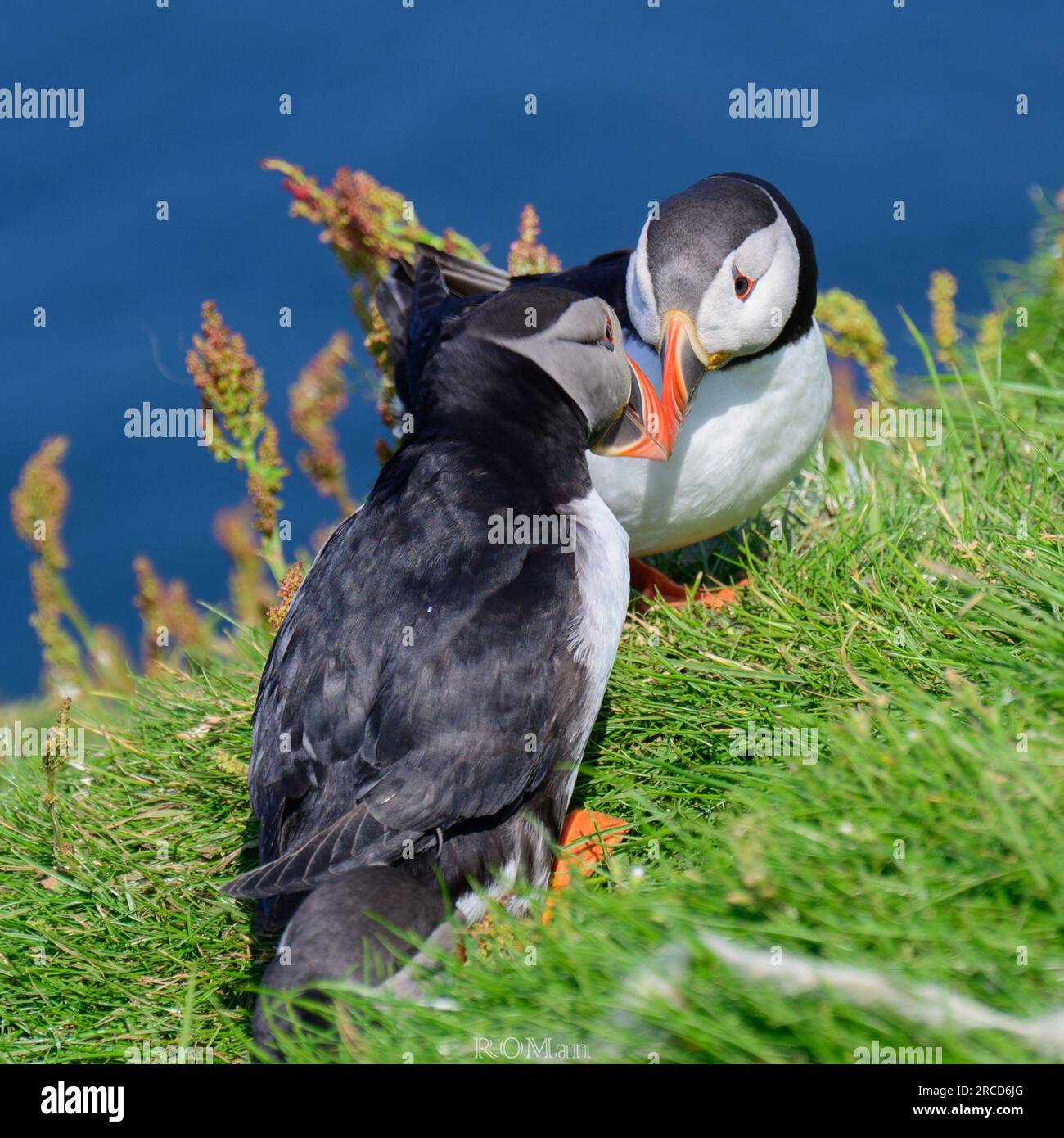 Kissing puffins hi-res stock photography and images - Alamy