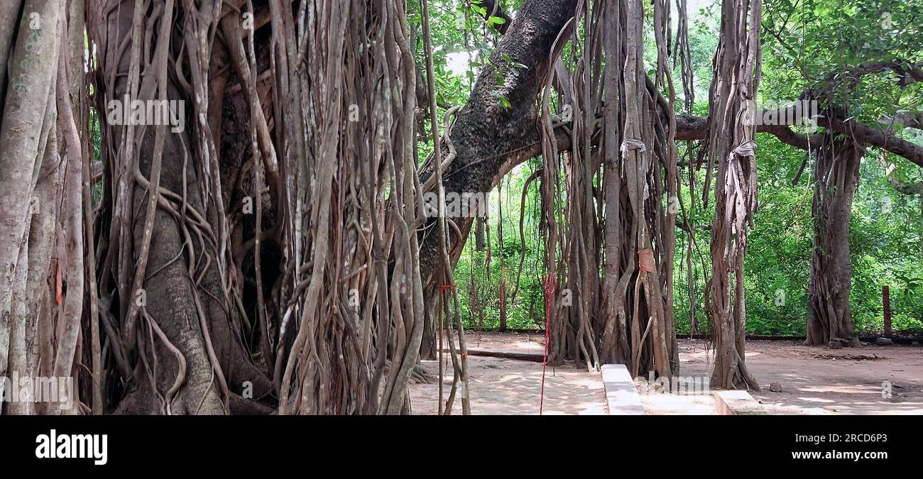 The roots of a large banyan tree spread down Stock Photo - Alamy