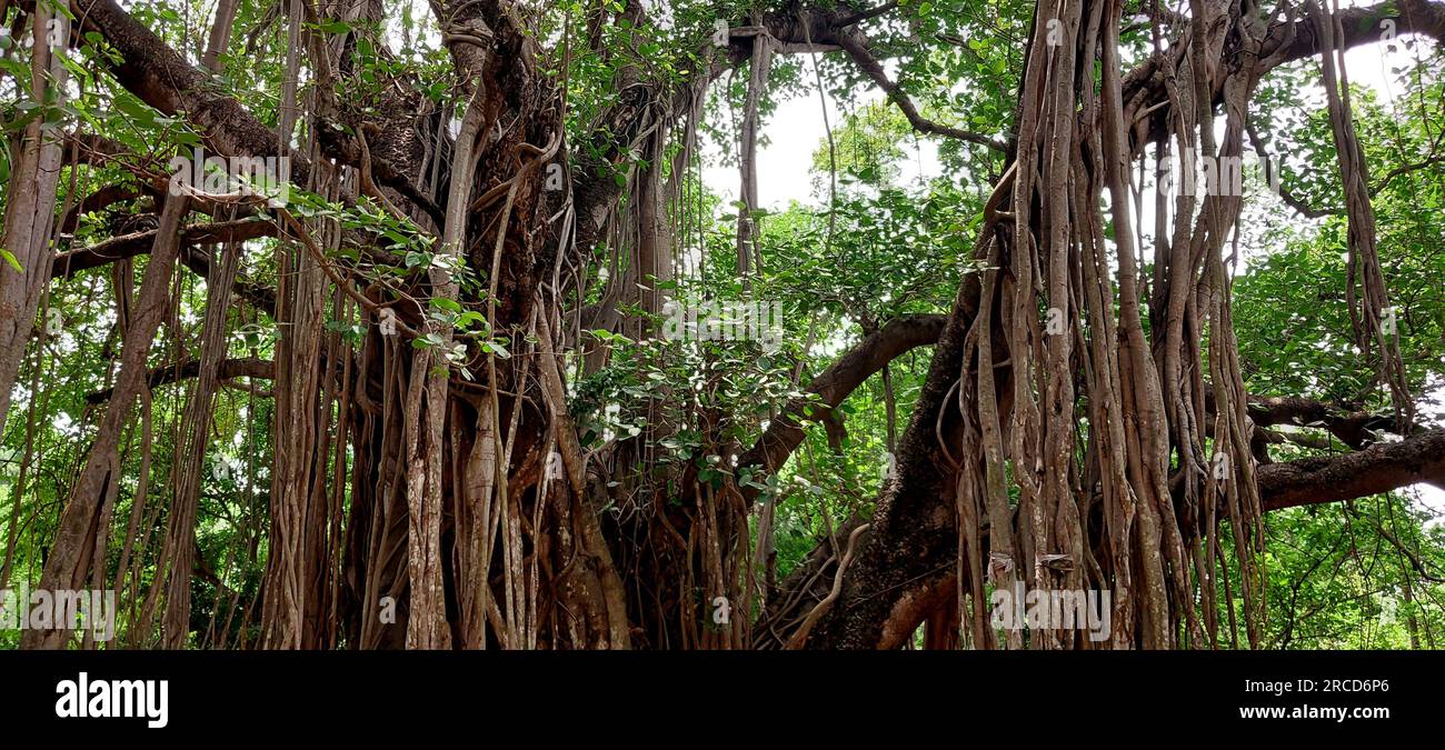The roots of a large banyan tree spread down Stock Photo - Alamy