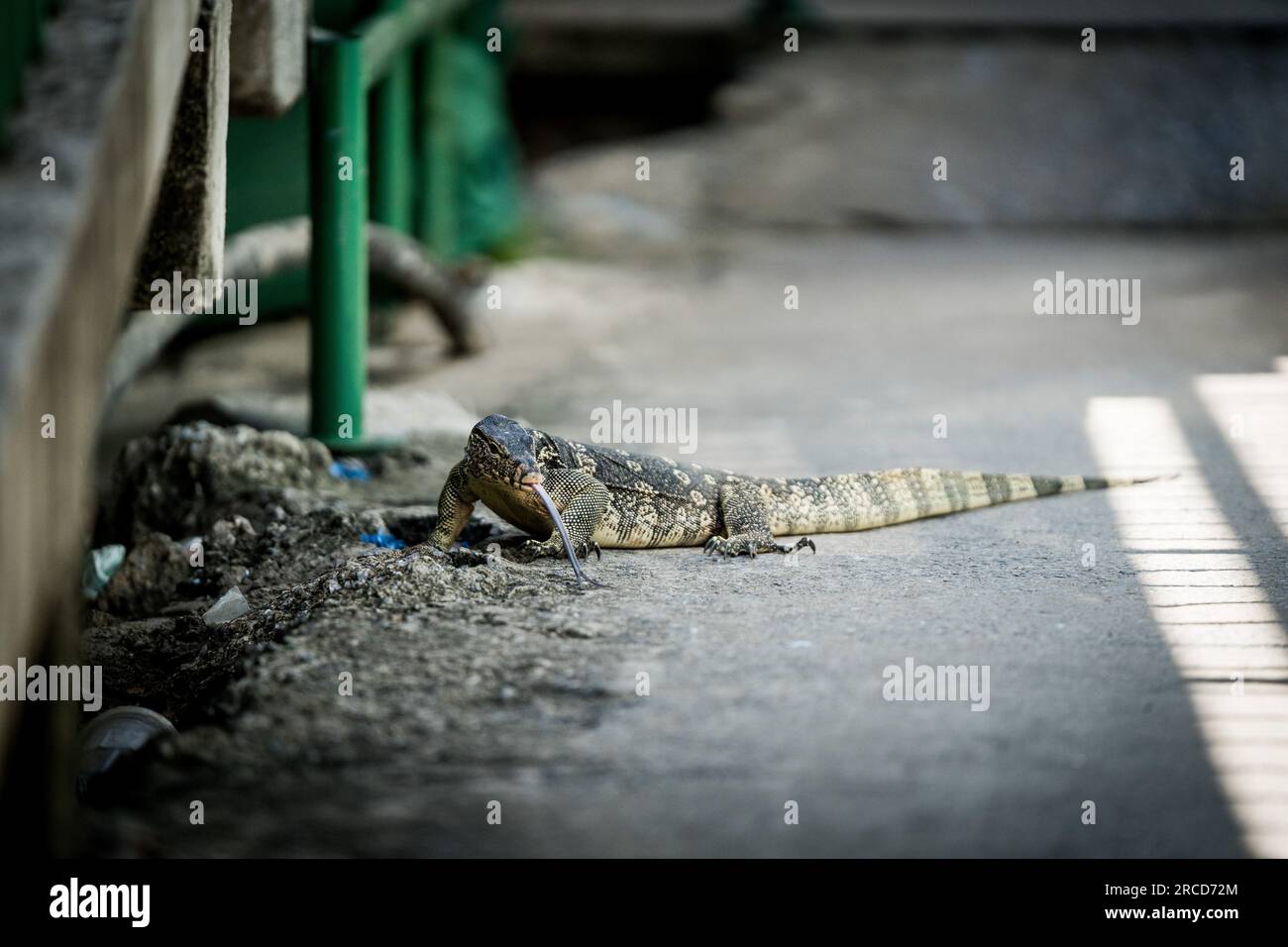 Bangkok, Thailand. 14th July, 2023. A water monitor lizard walks on a ...