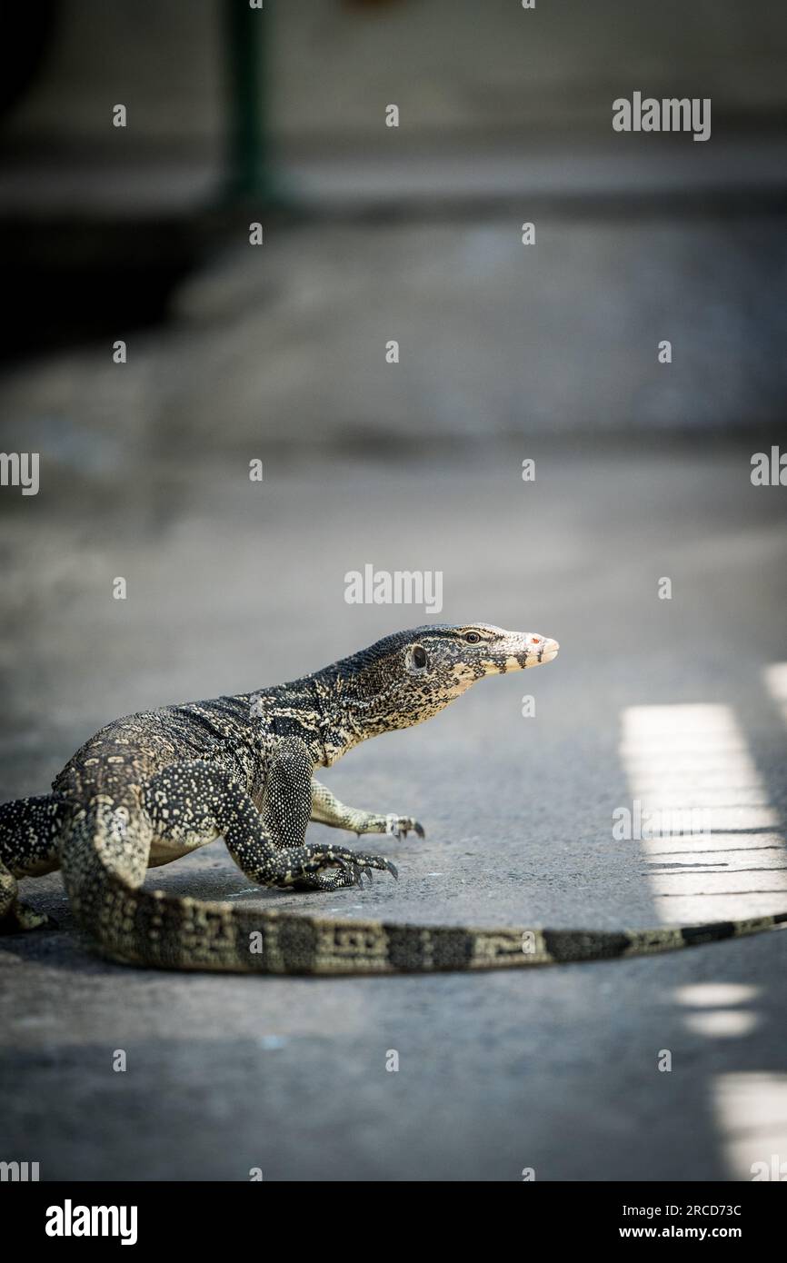 Bangkok, Thailand. 14th July, 2023. A water monitor lizard walks on a ...