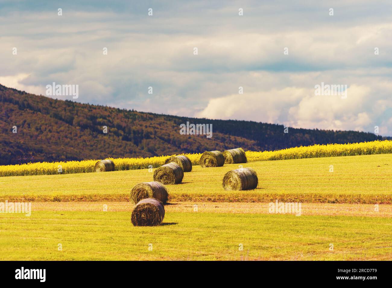Summer farm scenery with haystacks in the field. Agriculture concept ...